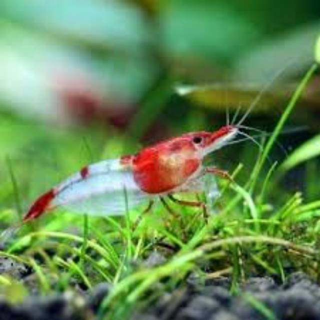 Produk PUSAT UDANG HIAS | Shopee Indonesia