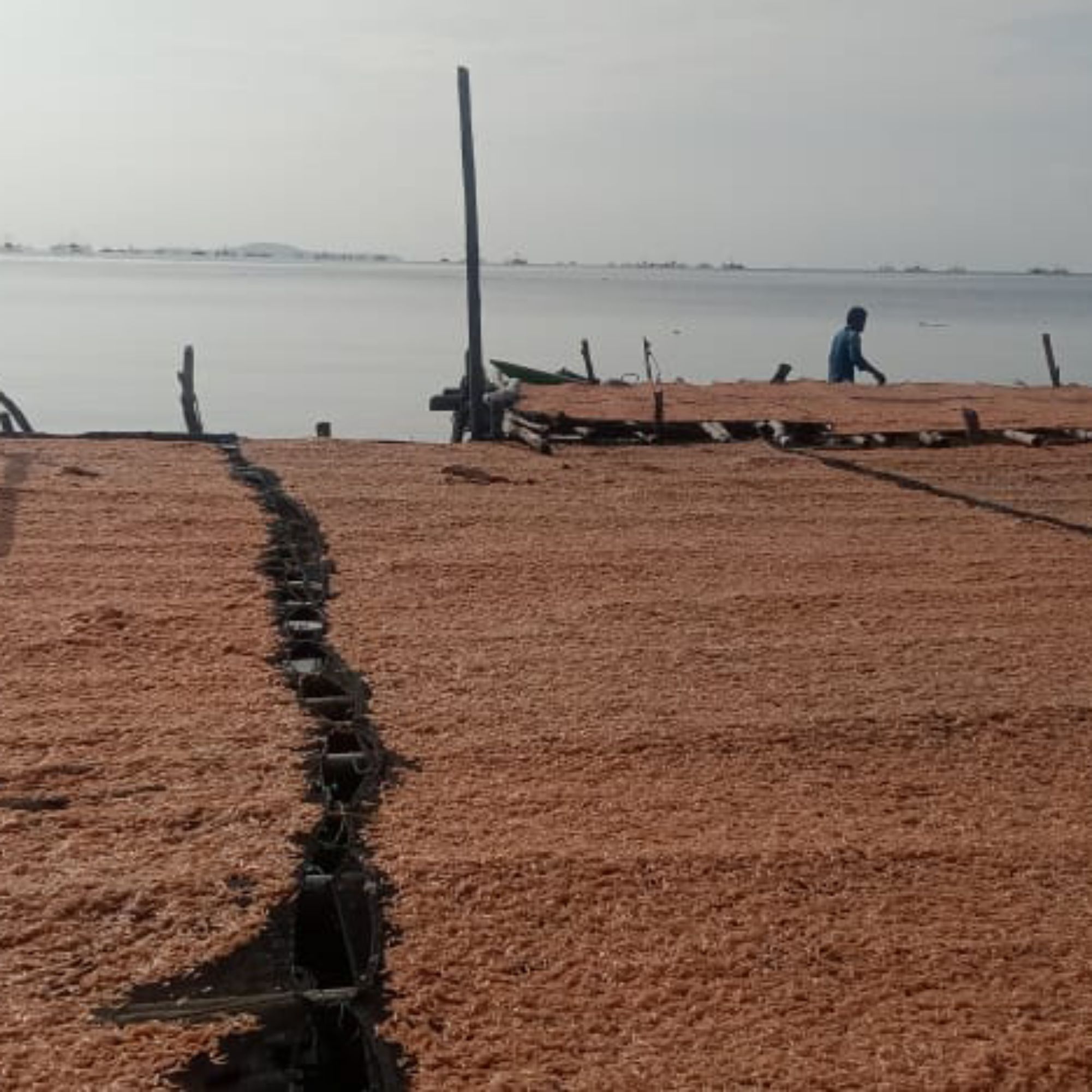 Produk Bina Fish Karya | Shopee Indonesia