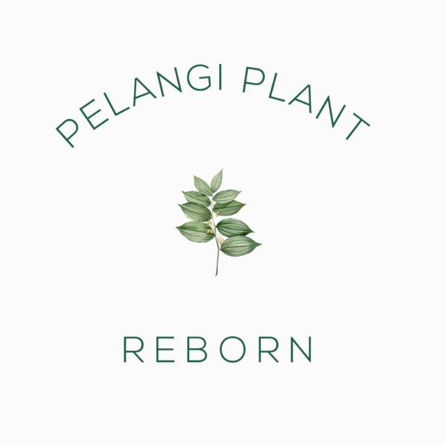 Produk pelangi.plant_reborn | Shopee Indonesia