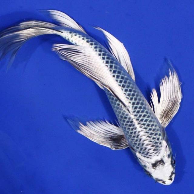 Produk Platinum Fish | Shopee Indonesia