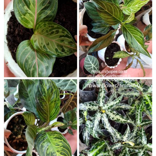 Produk nawanflower | Shopee Indonesia