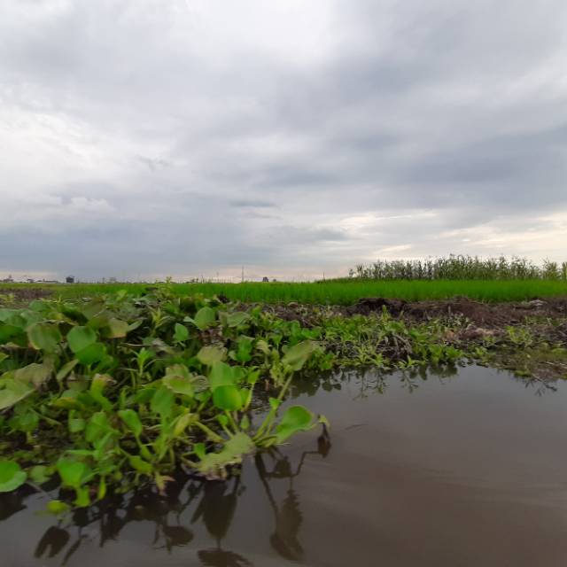 Produk Hafim_store | Shopee Indonesia