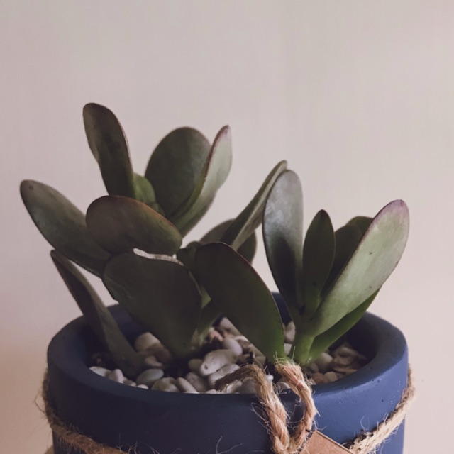 Produk convi store | Shopee Indonesia