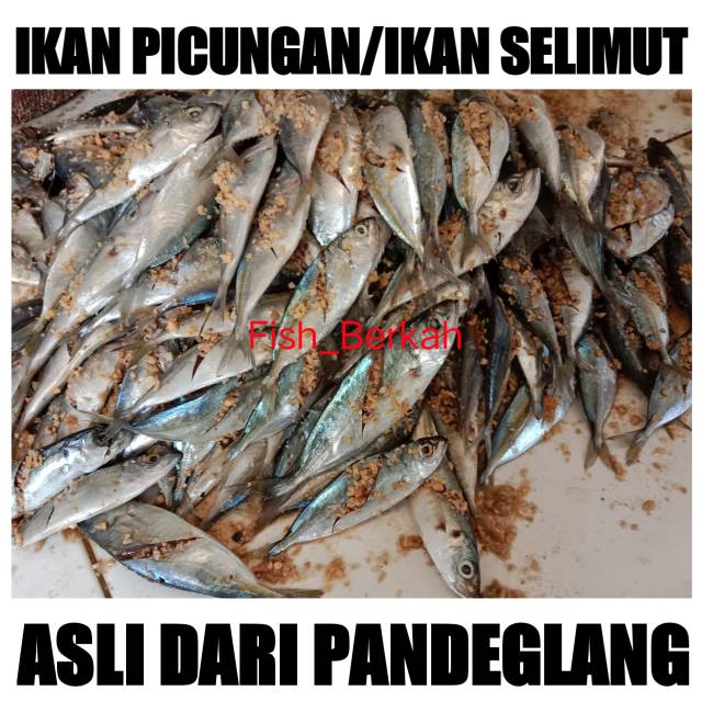 Produk Fish_Berkah | Shopee Indonesia