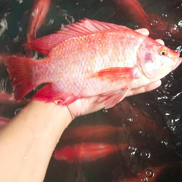 Ikan Nila Merah