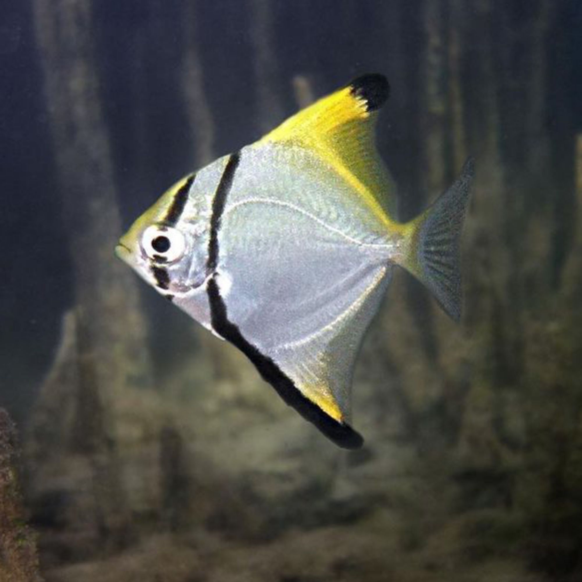 Produk Echa pede | Shopee Indonesia