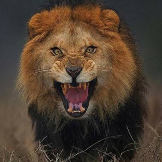 Produk Ipung spots | Shopee Indonesia