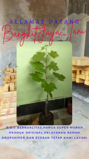 Produk Bangkit Jaya Tani | Shopee Indonesia