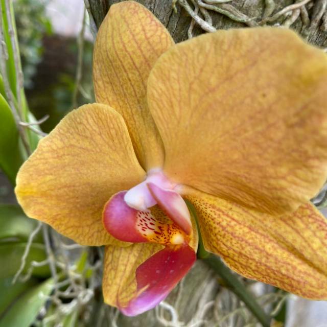 Produk Syila orchid | Shopee Indonesia