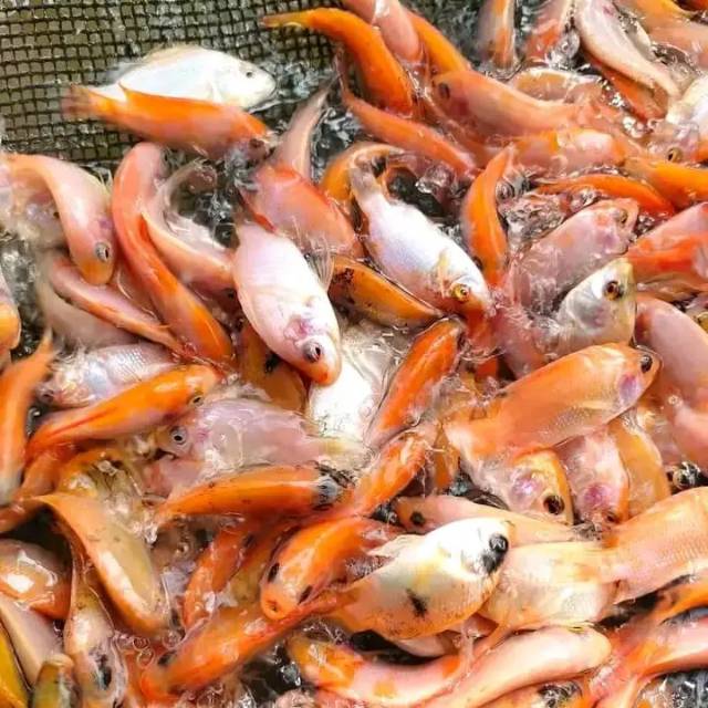 Produk jalifish | Shopee Indonesia