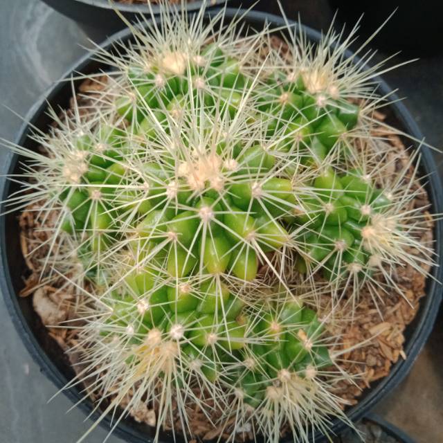 Produk Dzikra Nursery | Shopee Indonesia