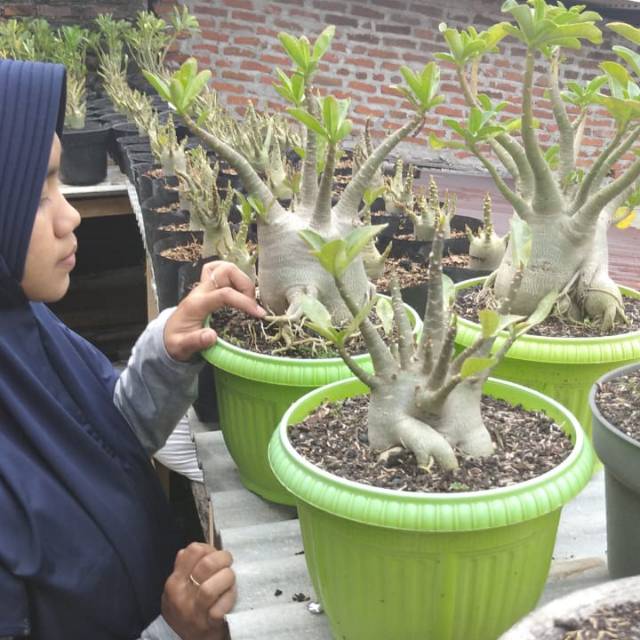 Produk Adenium Nova | Shopee Indonesia