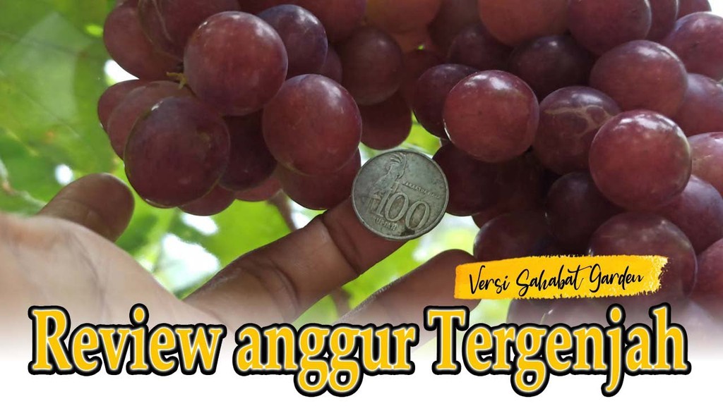 Produk SAHABAT GARDEN | Shopee Indonesia