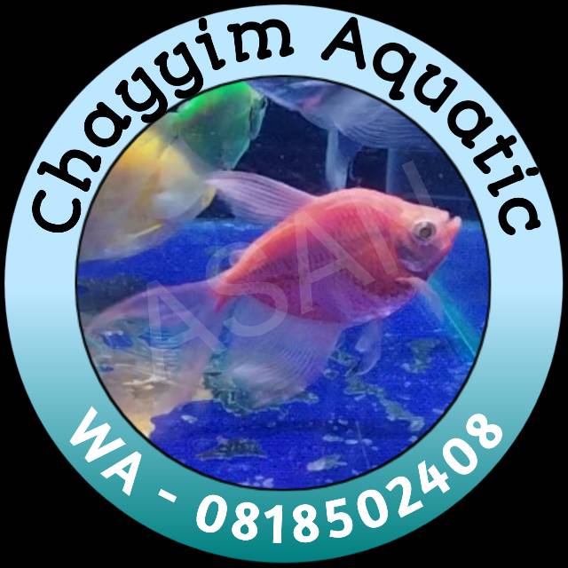 Produk Chayyim Aquatic | Shopee Indonesia