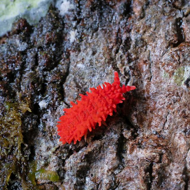 Produk SPRINGTAIL & ISOPOD | Shopee Indonesia