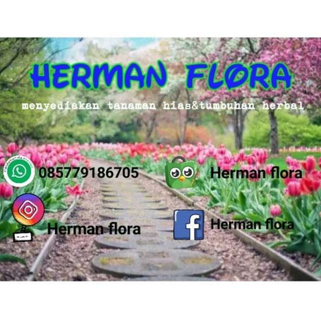 Produk Herman flora | Shopee Indonesia