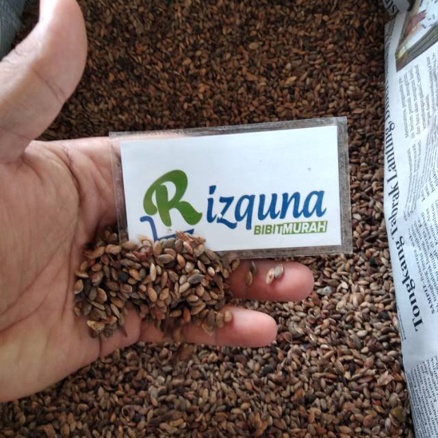 Produk RIZQUNA BIBIT MURAH | Shopee Indonesia