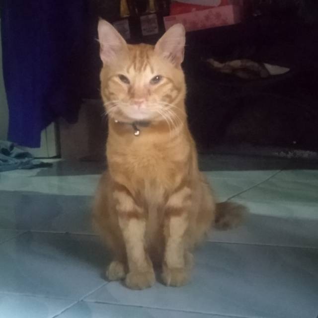 Produk SARAH CANDY SHOP | Shopee Indonesia