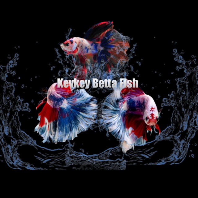 Produk KEVKEY BETTA FISH | Shopee Indonesia