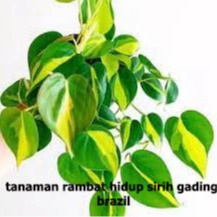 Produk Tanaman hias Jayanti | Shopee Indonesia