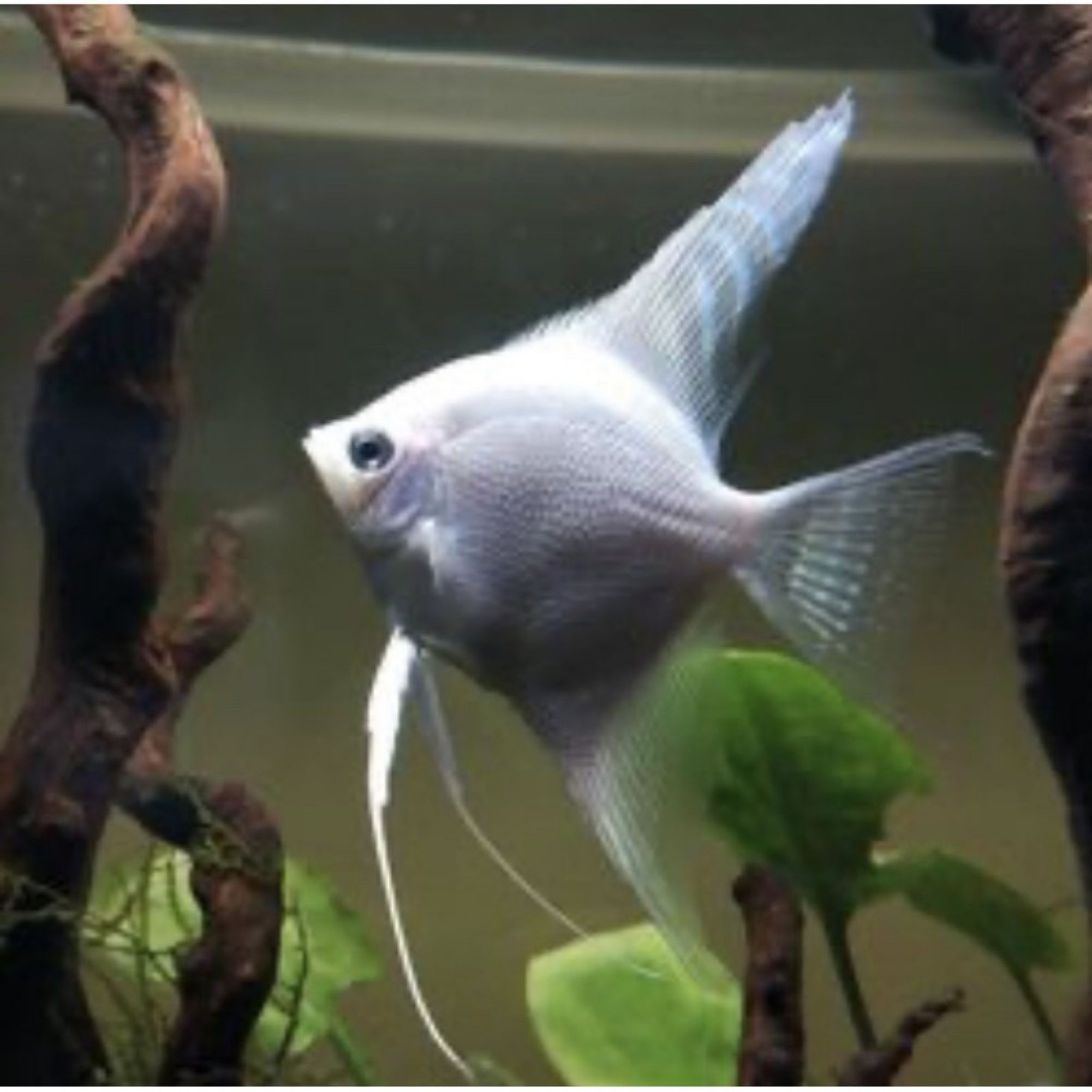 Produk Kim_fish | Shopee Indonesia