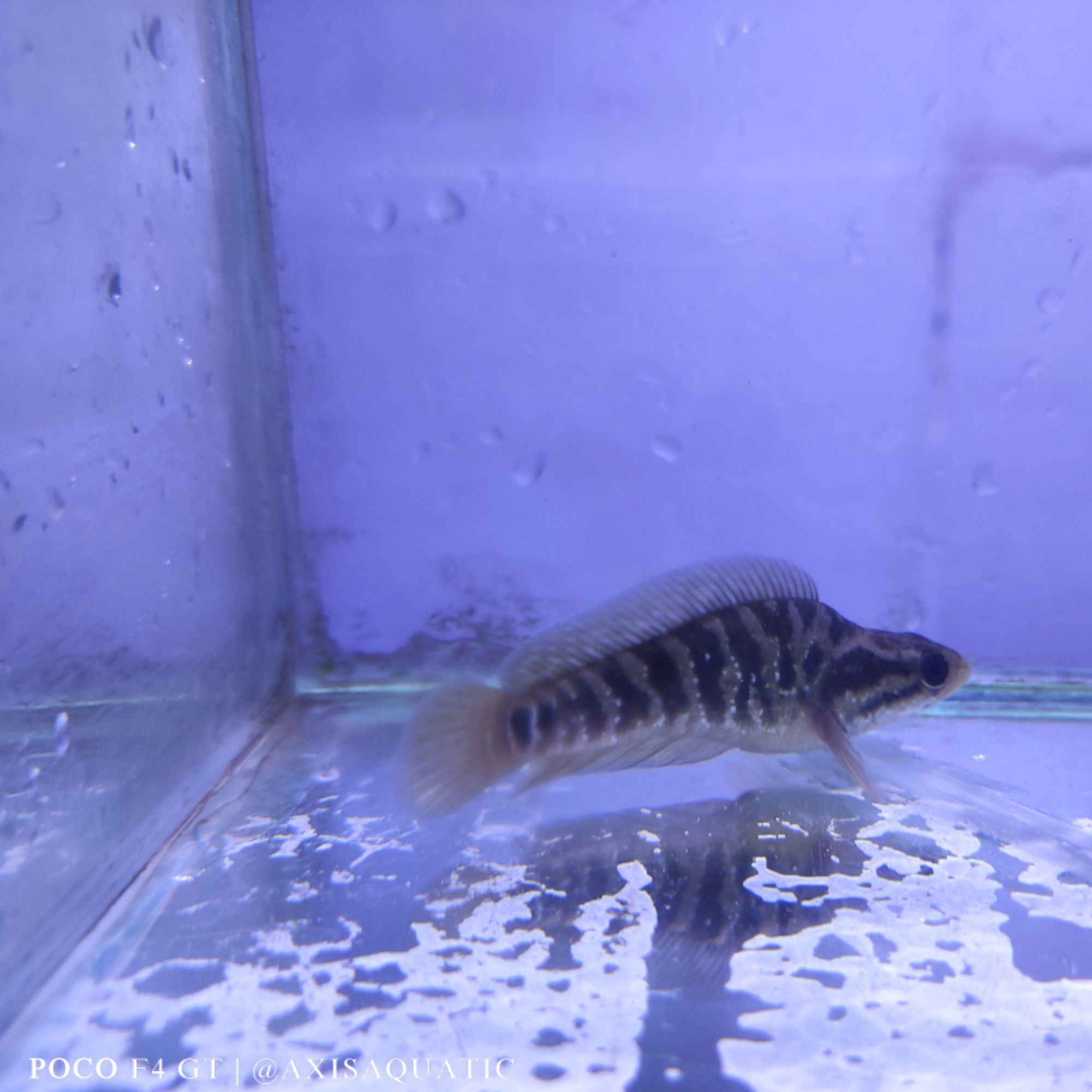 Produk Axis Aquatic Zone | Shopee Indonesia