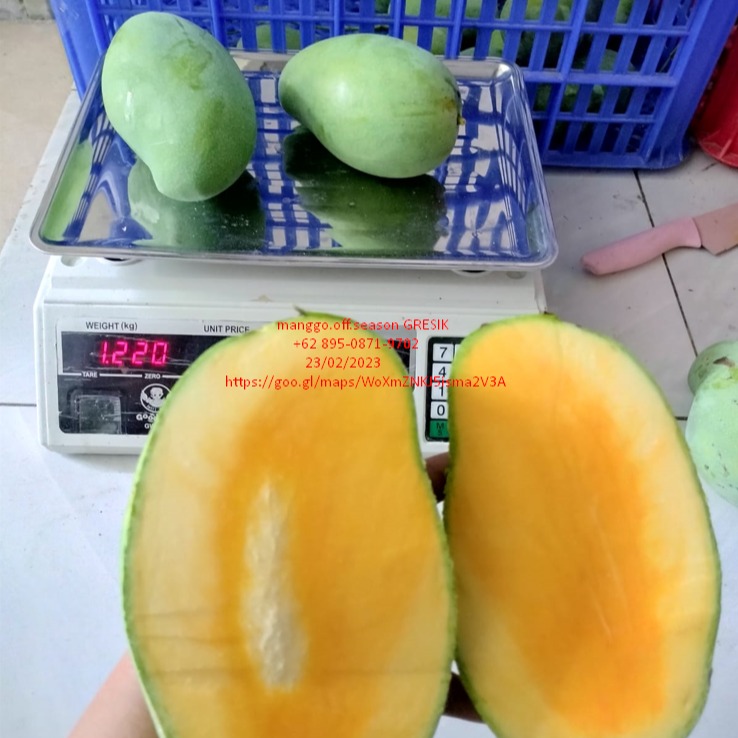 Produk MANGGA-OFF-SEASON | Shopee Indonesia