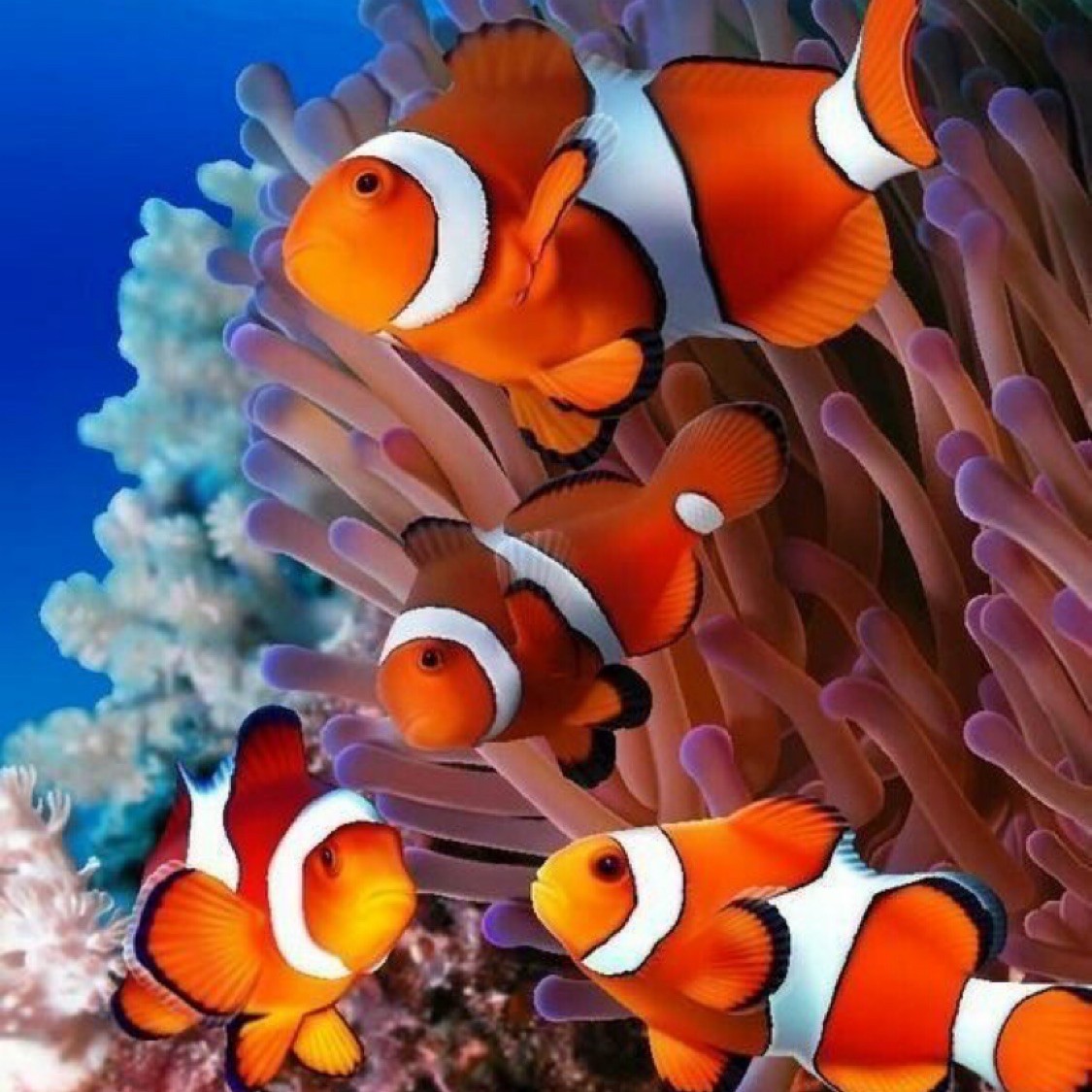 Produk Samudera Biru Aquarium | Shopee Indonesia