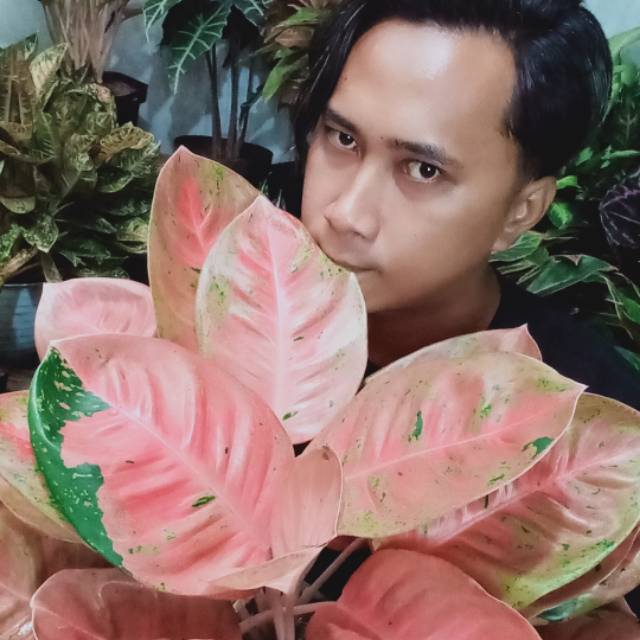 Produk Shankara flower | Shopee Indonesia