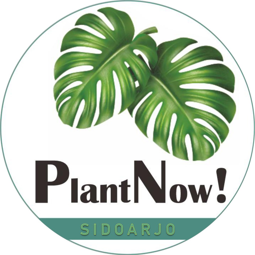 Produk Plant Now Sidoarjo | Shopee Indonesia
