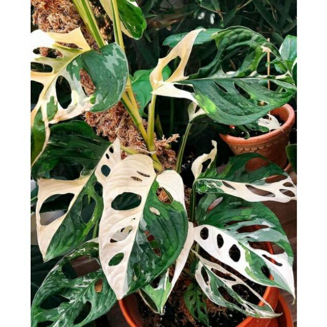 Produk Alda Plants | Shopee Indonesia