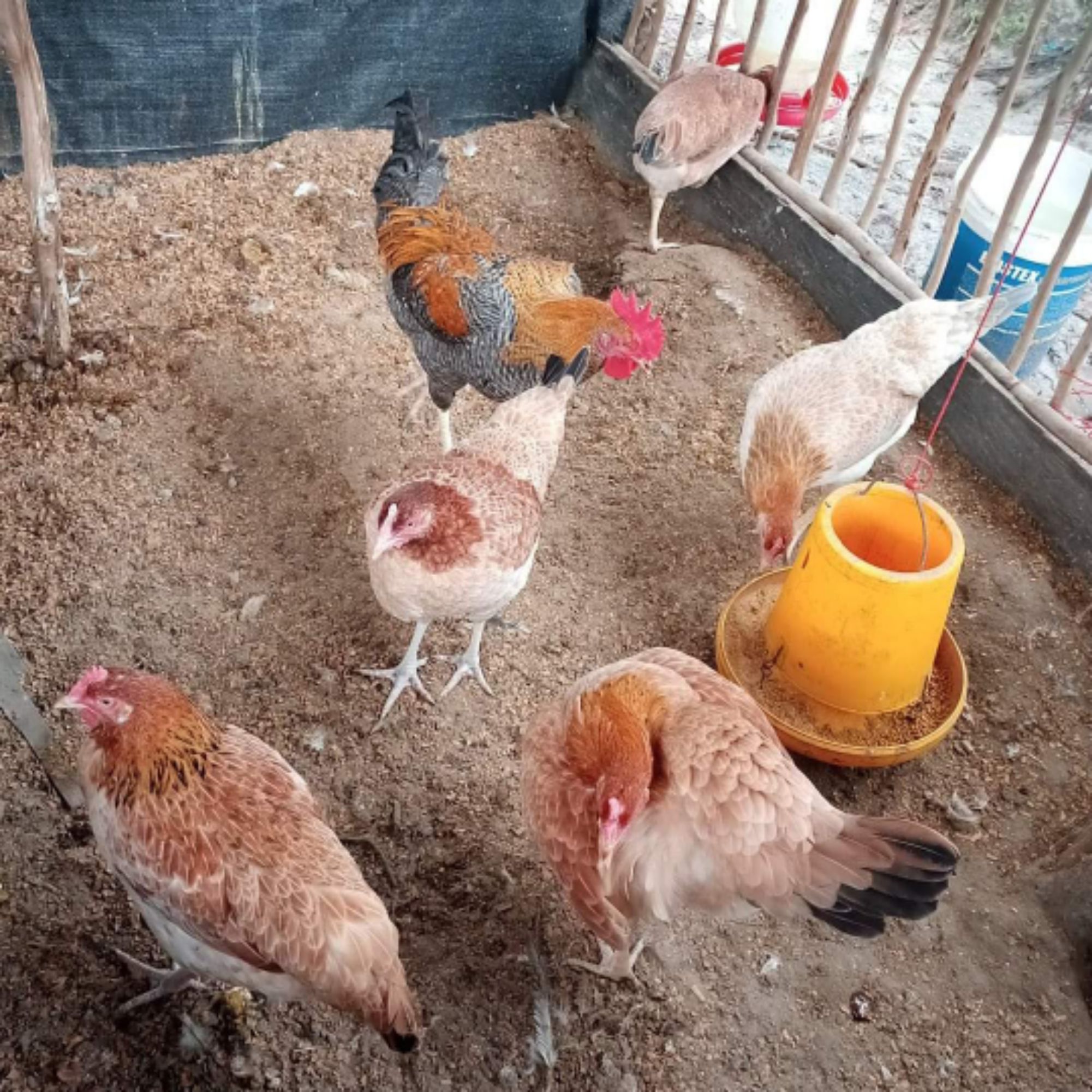 Produk PETERNAK YOGA | Shopee Indonesia