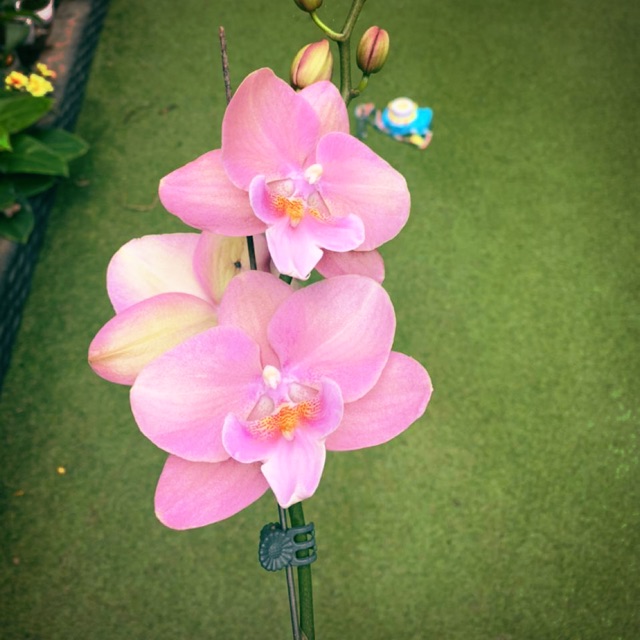 Produk Grosir Anggrek Bandung | Shopee Indonesia