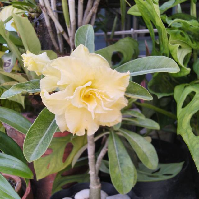 Produk rianasari.ritonga | Shopee Indonesia