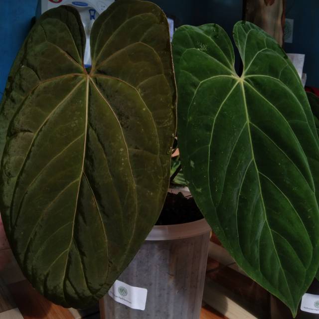 Produk Ray Plant Store | Shopee Indonesia