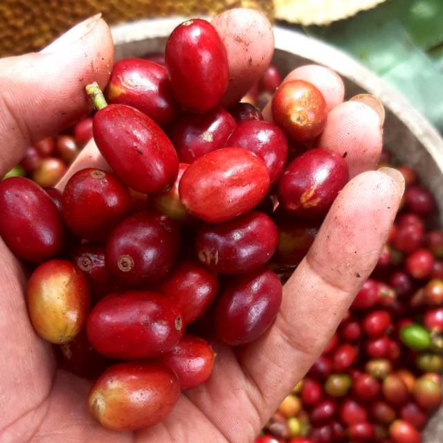 Produk Rasta_Coffee&Bean | Shopee Indonesia