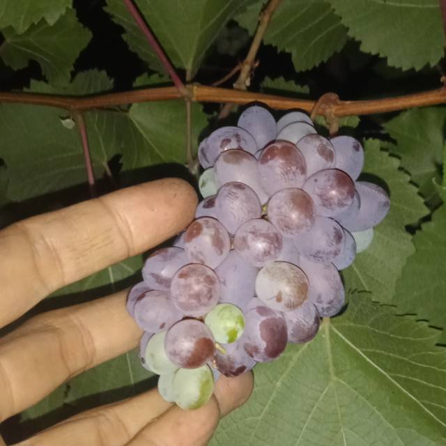 Produk ipung_001 | Shopee Indonesia