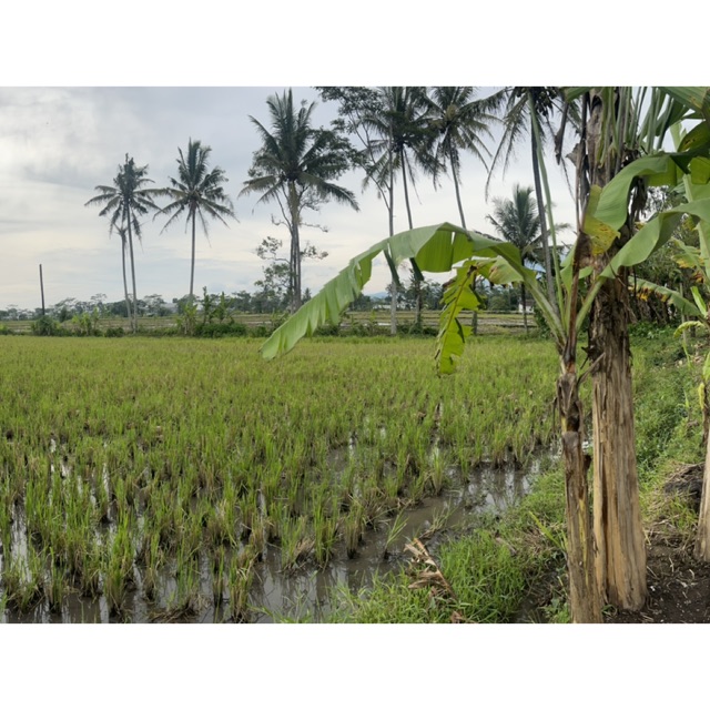 Produk Volative ID | Shopee Indonesia