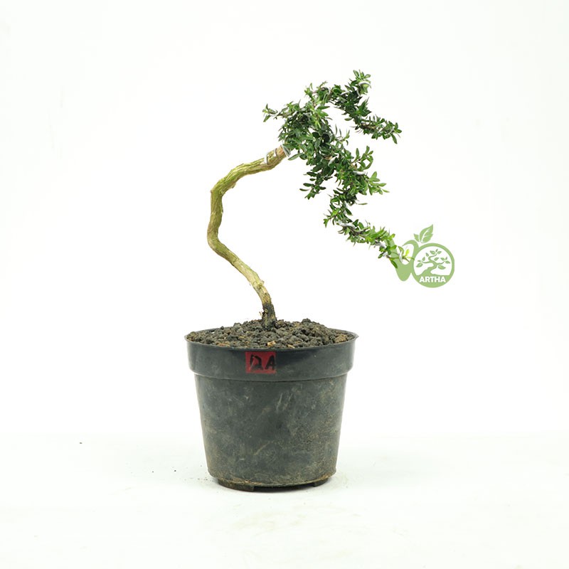 Produk Artha Bonsai Vio | Shopee Indonesia