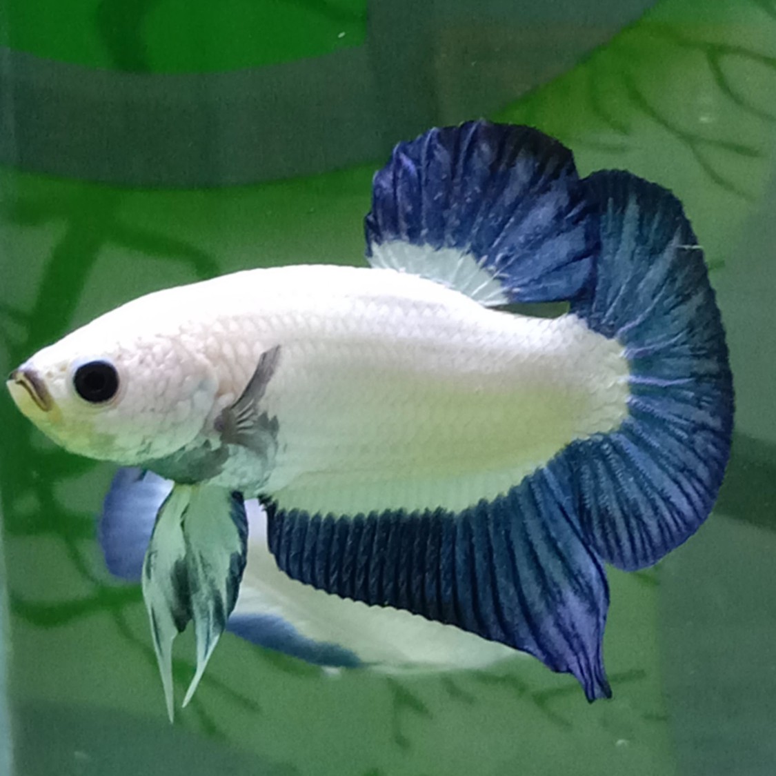Produk Akbar Betta fish | Shopee Indonesia
