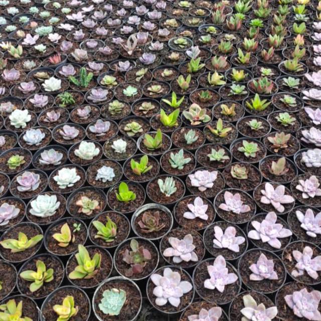 Produk kenplants | Shopee Indonesia