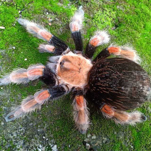 Produk Tarantula_republic | Shopee Indonesia