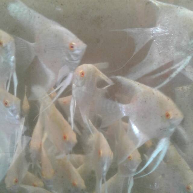 Produk BFA(Bara Fish Aquatic) | Shopee Indonesia