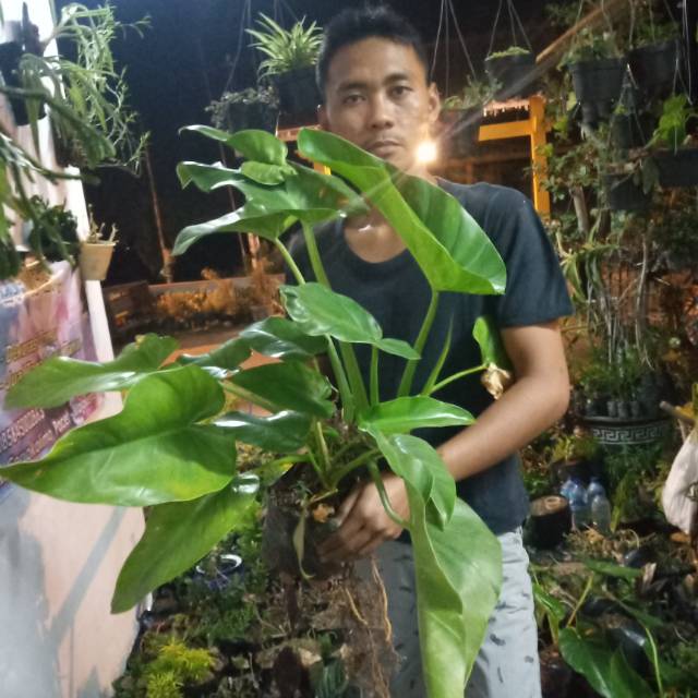 Produk INDO FLOWER | Shopee Indonesia