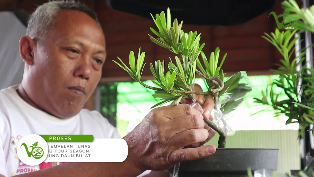 Produk Artha Bonsai Vio | Shopee Indonesia