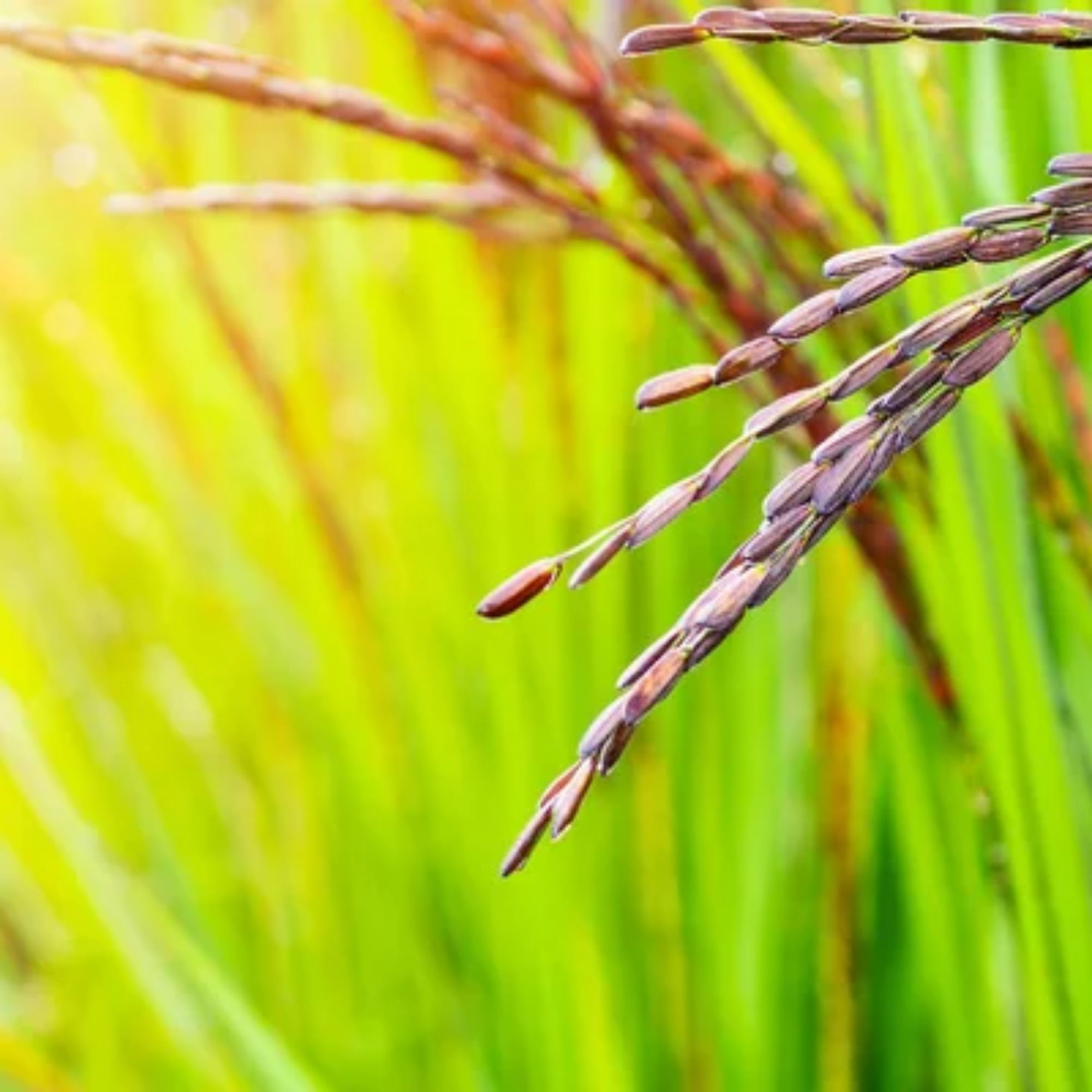 Produk Ge Gabah | Shopee Indonesia