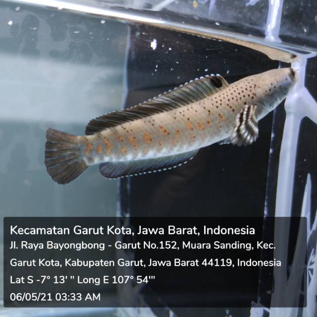 Produk Barak Predator Fish Official | Shopee Indonesia