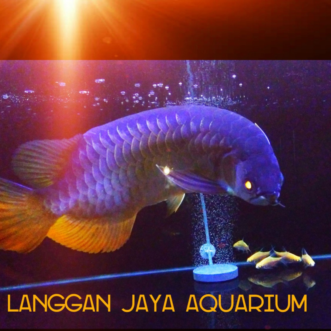 Produk LANGGAN JAYA AQUARIUM | Shopee Indonesia