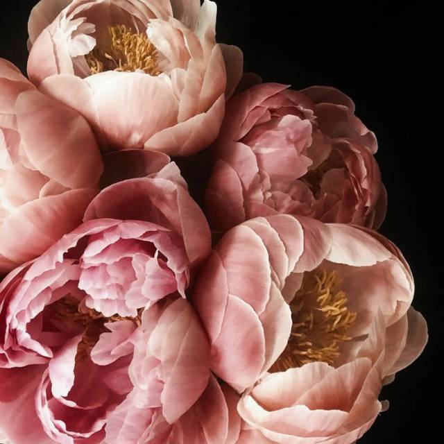 Produk Bunga Peony | Shopee Indonesia