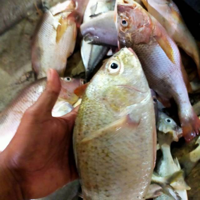 Produk JM Seafood | Shopee Indonesia